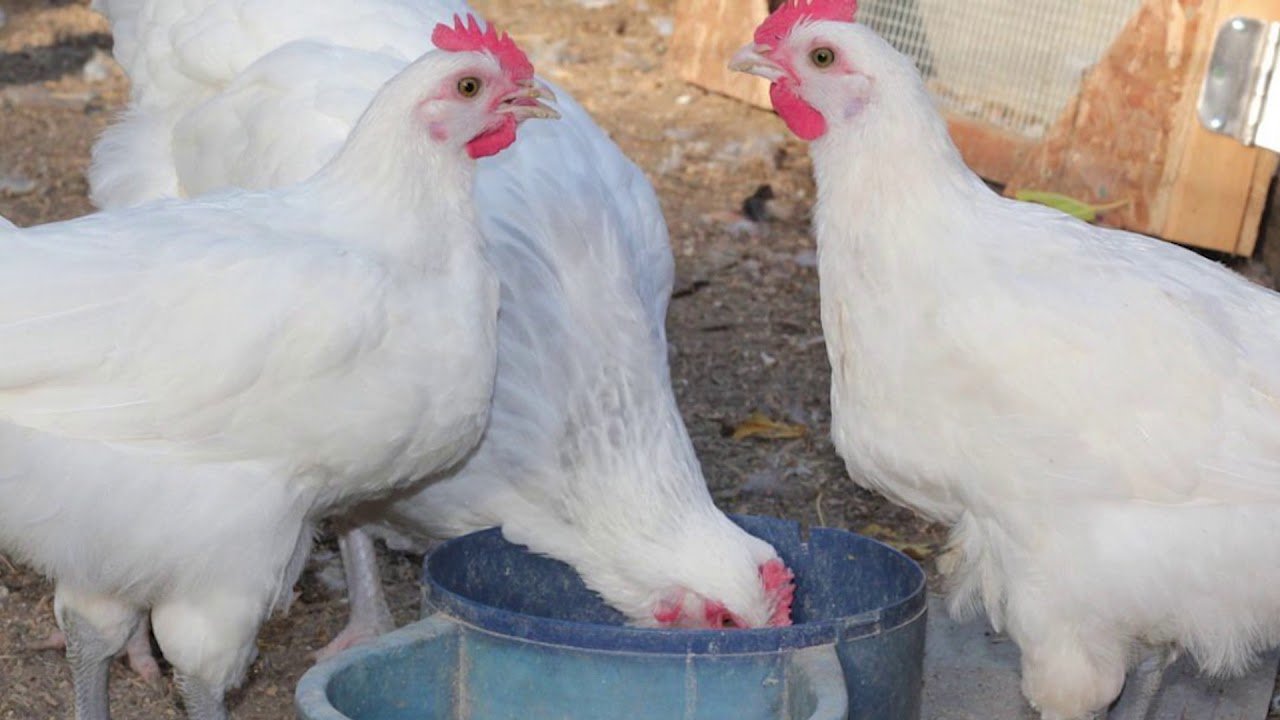 American Bresse Tgia Hatchery