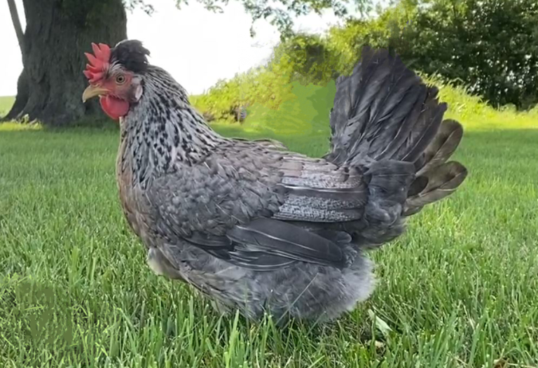 Cream Legbars Blue Egger - TGIA HATCHERY